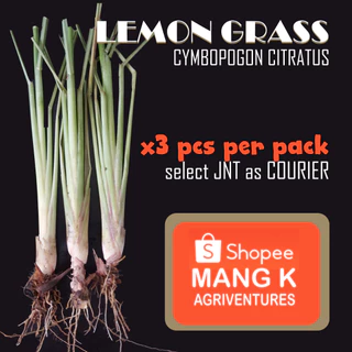 tanglad - Best Prices and Online Promos - Jul 2024 | Shopee Philippines