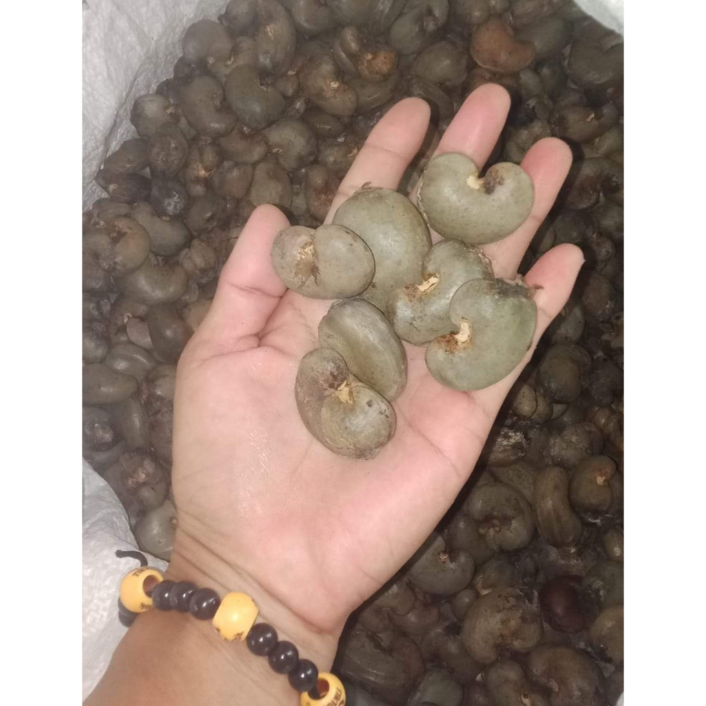 1 Kilo Cashew Seeds / Kasoy Seeds (Organically Fresh Dried) | Shopee ...