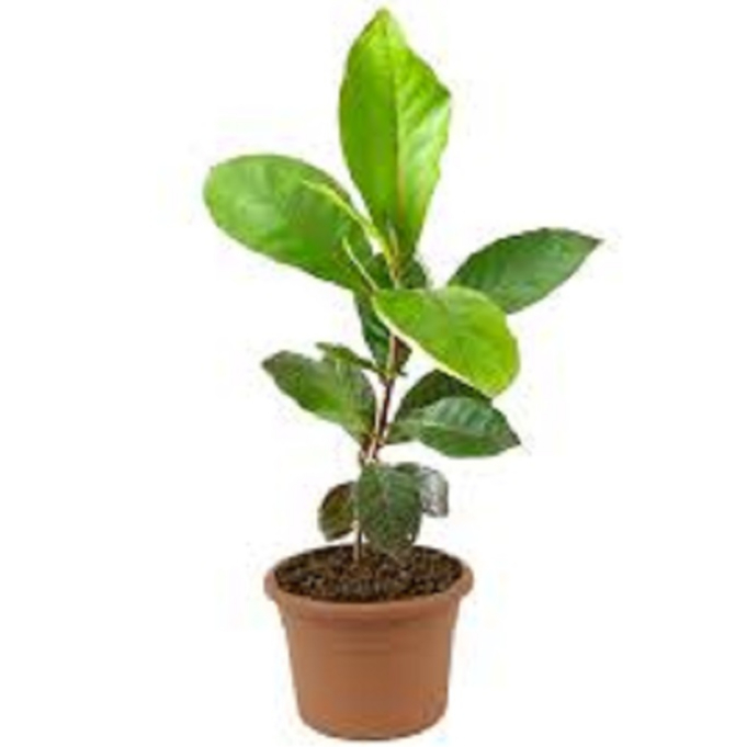TALISAY LIVE PLANT (UMBELLA TREE) ACTUAL VIDEO pencil size na ang ...