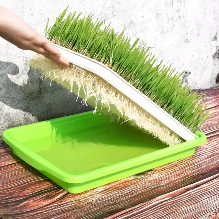 cat grass plate w/ 10g seeds planting method | Shopee Philippines