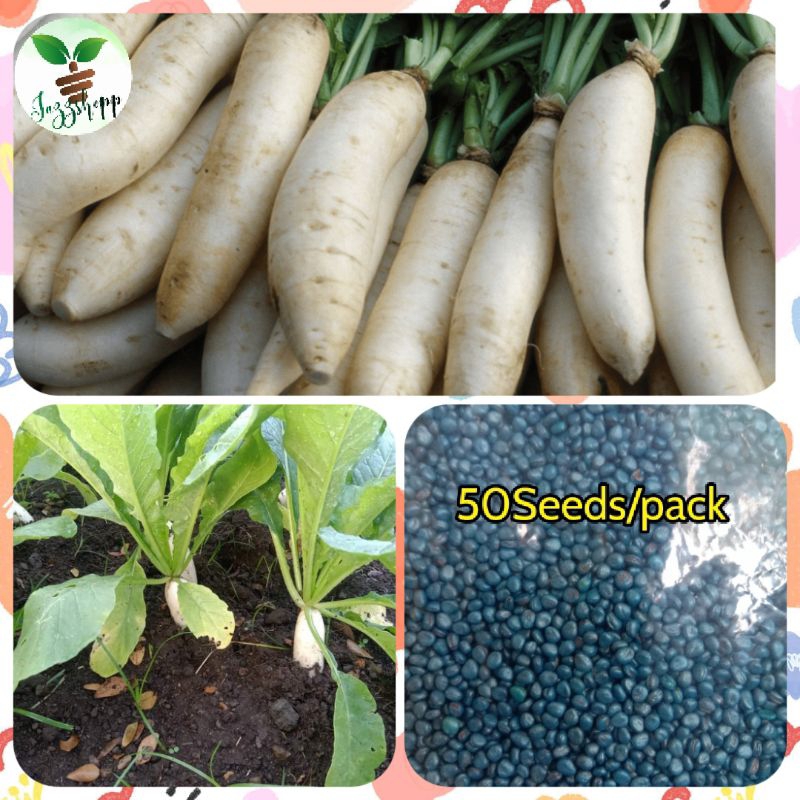 Labanos / Radish Vegetables Seeds Seeds) | Shopee Philippines