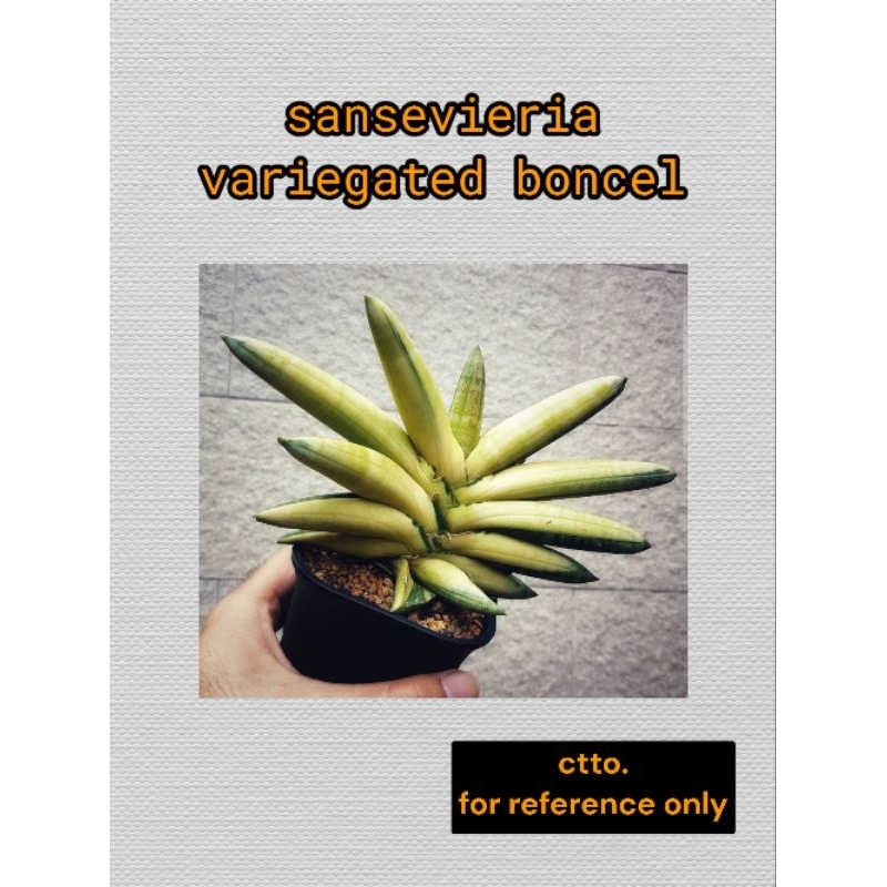 sansevieria variegated boncel/ akebono boncel | Shopee Philippines