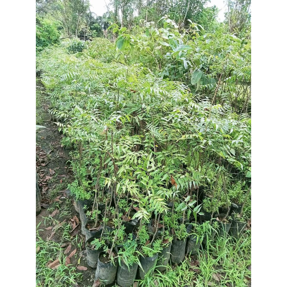 neem seedlings in agribag | Shopee Philippines