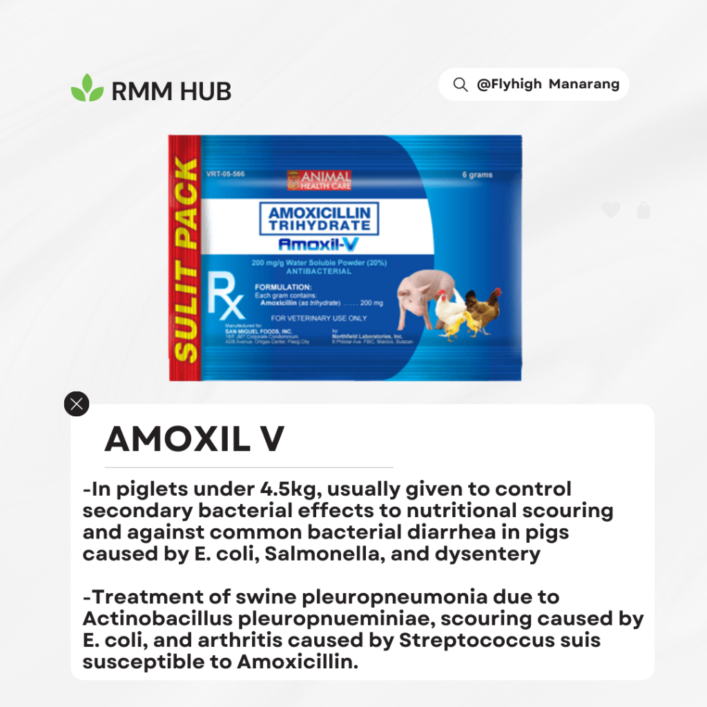 Amoxil V 1 Sachet [BMEG] - RMM HUB | Shopee Philippines