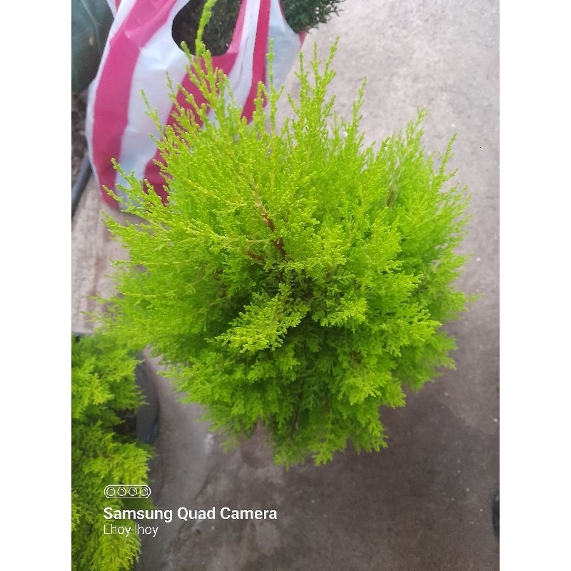 lemon pine /cupressus macrocarpa big size | Shopee Philippines