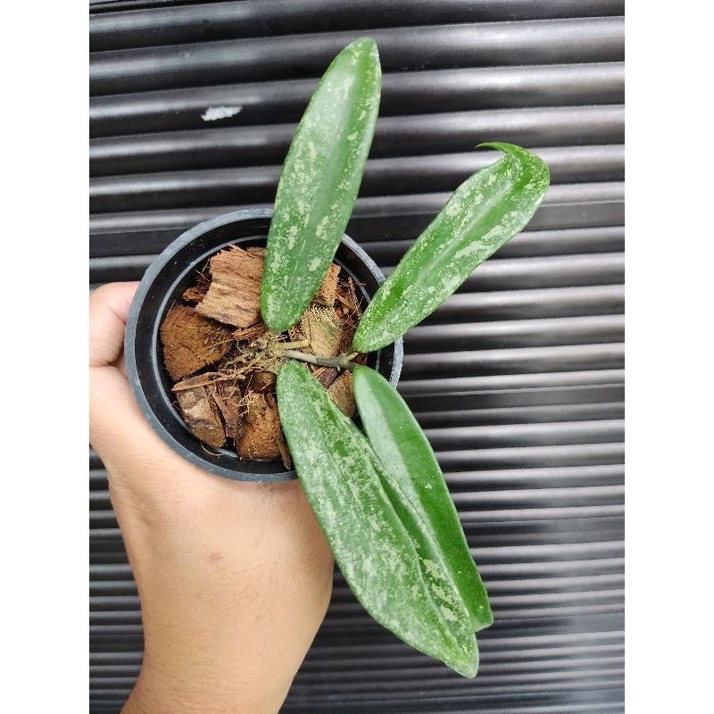 HOYA MINIBELLE SPLASH | Shopee Philippines