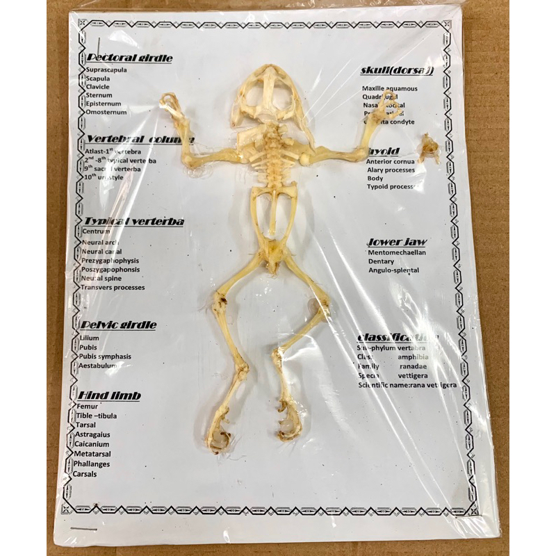 Project Skeleton frog with label whole skeleton single | Shopee Philippines