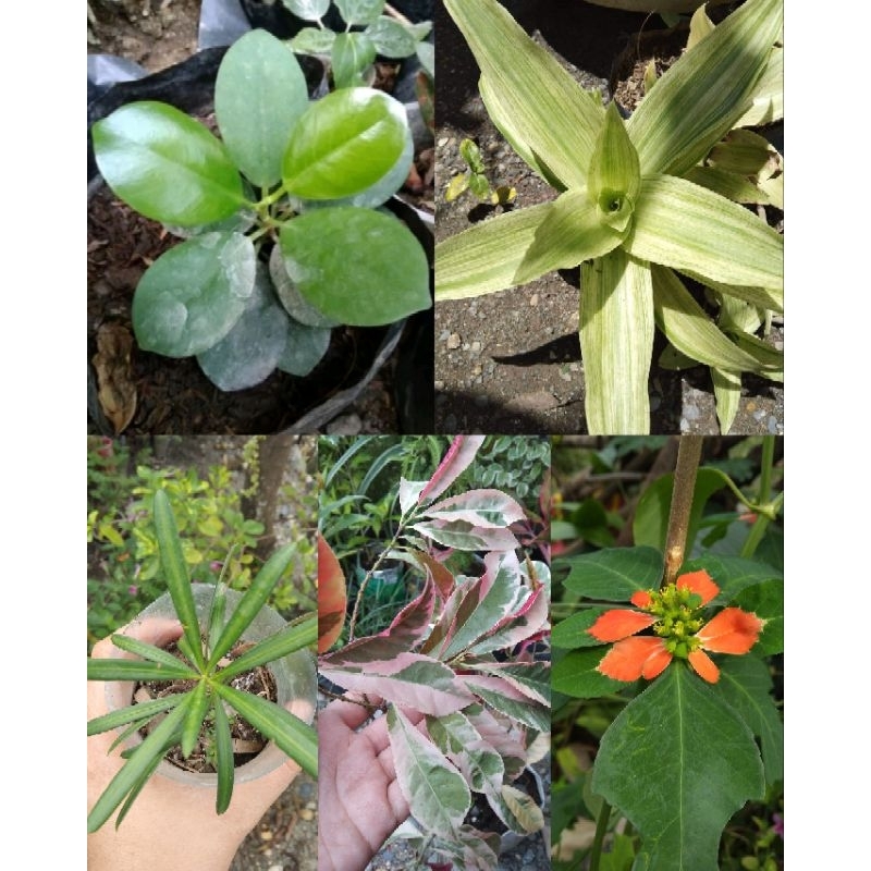 Wild Poinsettia, Maki, Basket Plant, Ficus and Purple False - Live ...