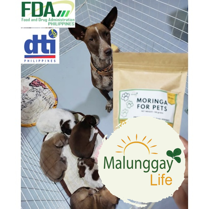 Malunggay powder for dogs and pets 100g natural organic locally grown and farm grown moringa ...