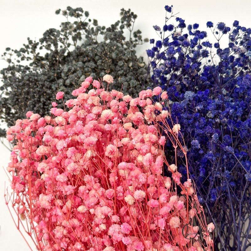 Dried Gypsophilia (baby’s breath) Flower | Mini Bundle | Shopee Philippines