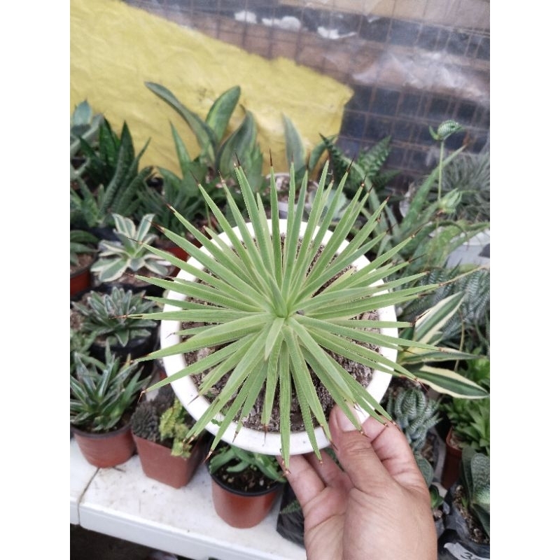 Hedgehog (toothpick agave) (for garden decor) | Shopee Philippines