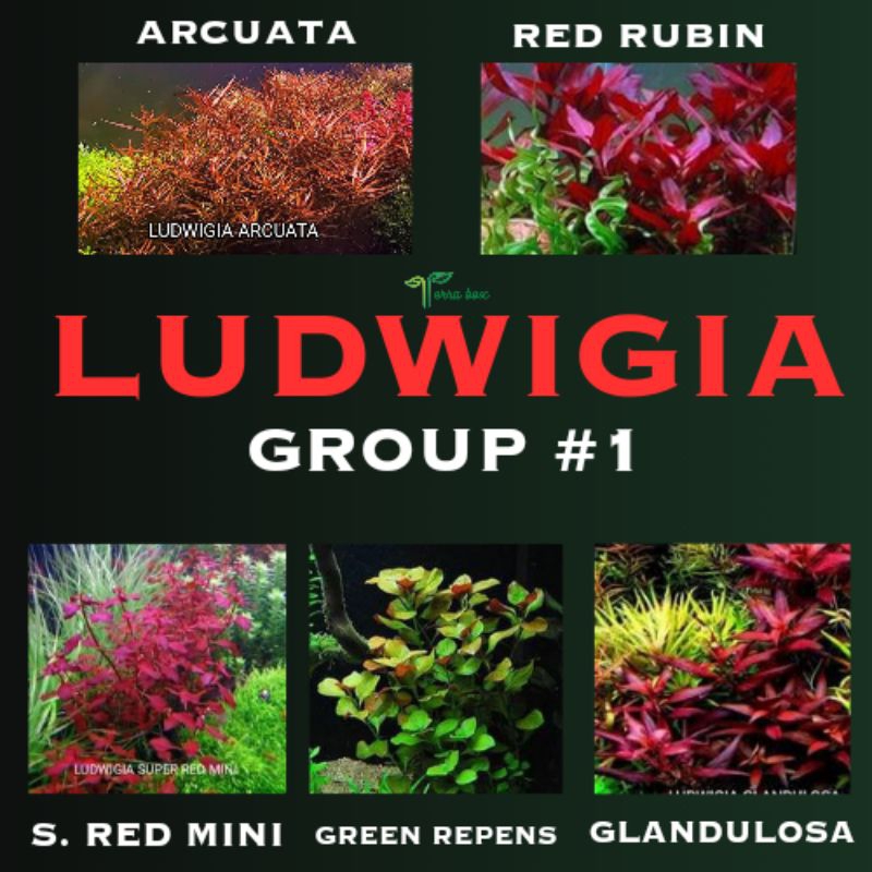 LUDWIGIA GROUP 1: LUDWIGIA ARCUATA, RED RUBIN, SUPER RED MINI, GREEN ...