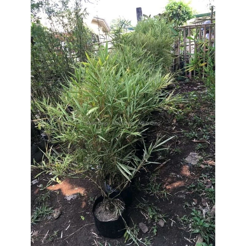 5pcs VARIEGATED WHITE BAMBOO STUMP / TUOD ONLY | Shopee Philippines