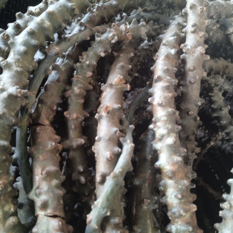 Panyawan Makabuhay vine 1/2 kilogram | Shopee Philippines