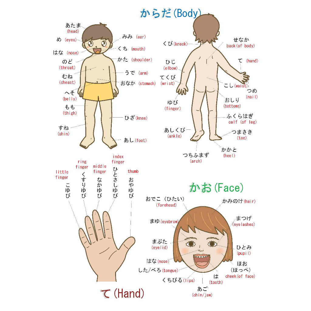 Body Parts in Japanese (Laminated) | Shopee Philippines