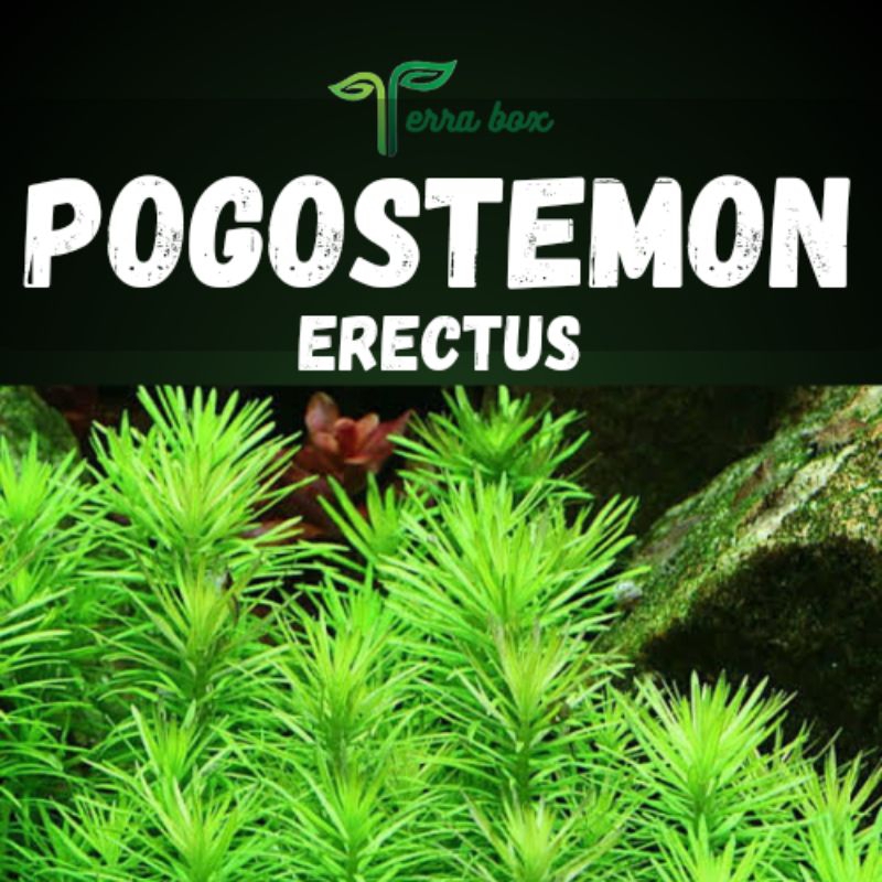 POGOSTEMON AQUATIC PLANTS: ERECTUS, STELLATUS OCTOPUS | Shopee Philippines