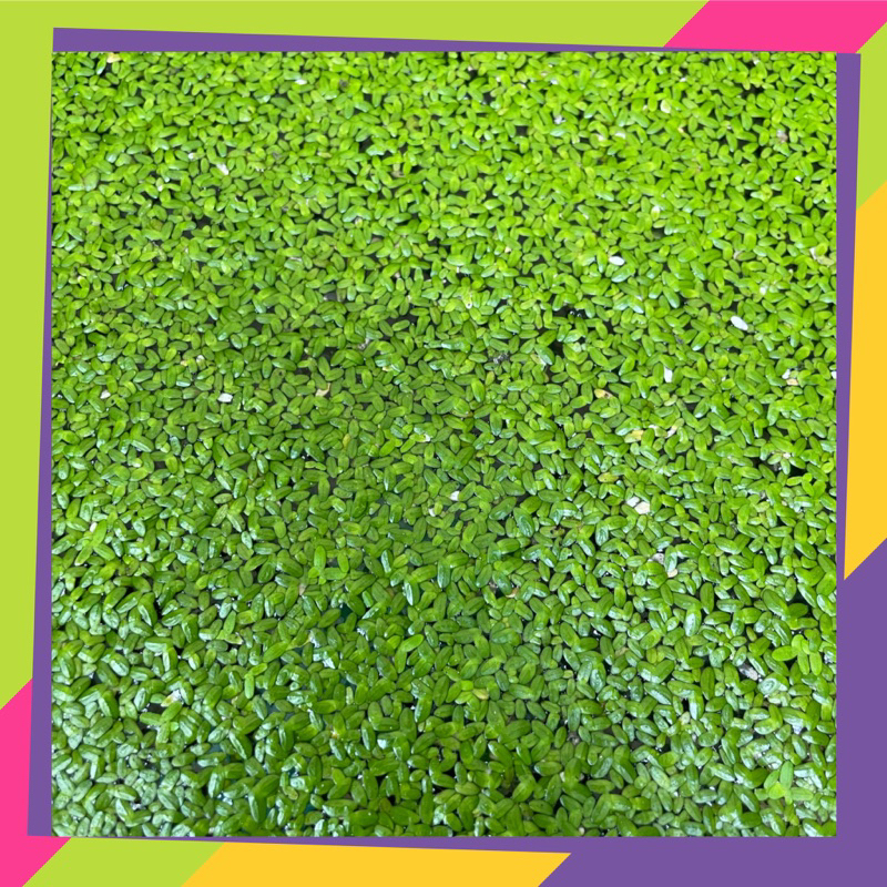 Duckweed floating plant, food for fish, hiding place for baby fish ...