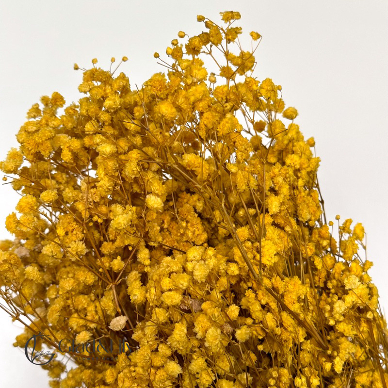 Dried Gypsophilia (baby’s breath) Flower | Mini Bundle | Shopee Philippines