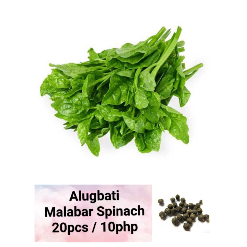 Alugbati/Malabar Spinach Seeds (20pcs) | Shopee Philippines