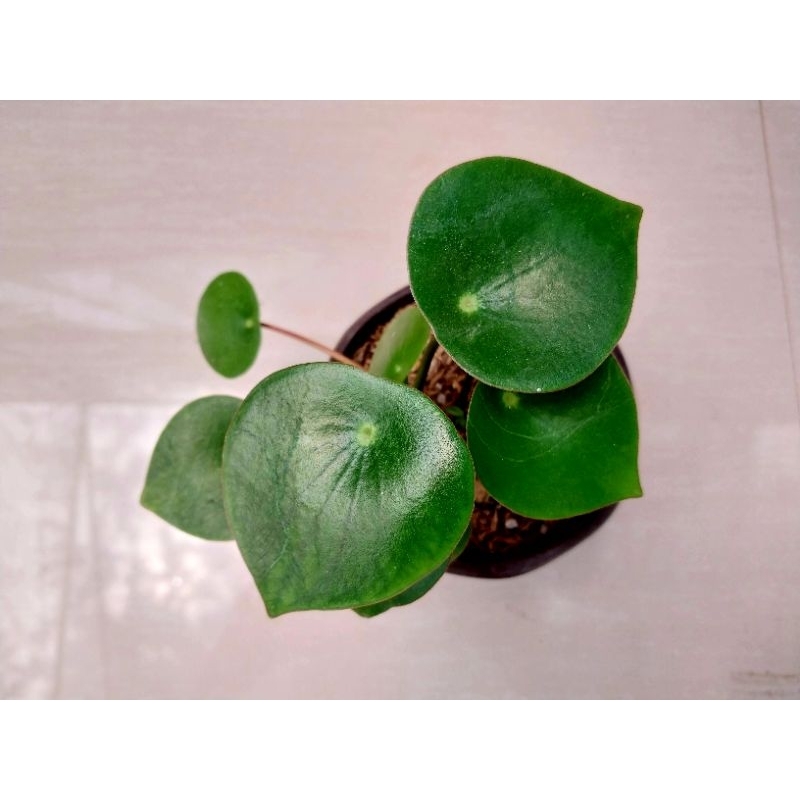 Peperomia raindrop / coin leaf peperomia / Peperomia polybotrya | Shopee Philippines