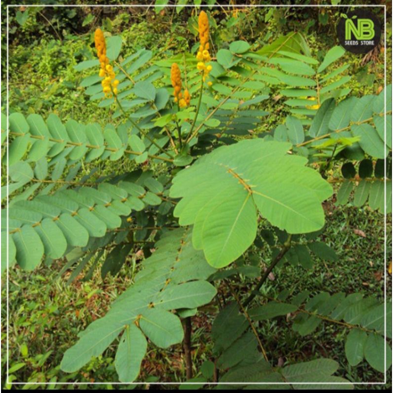 Akapulko/Acapulco/Fresh Organic Leaves(50 PCs leaves)in pack | Shopee ...