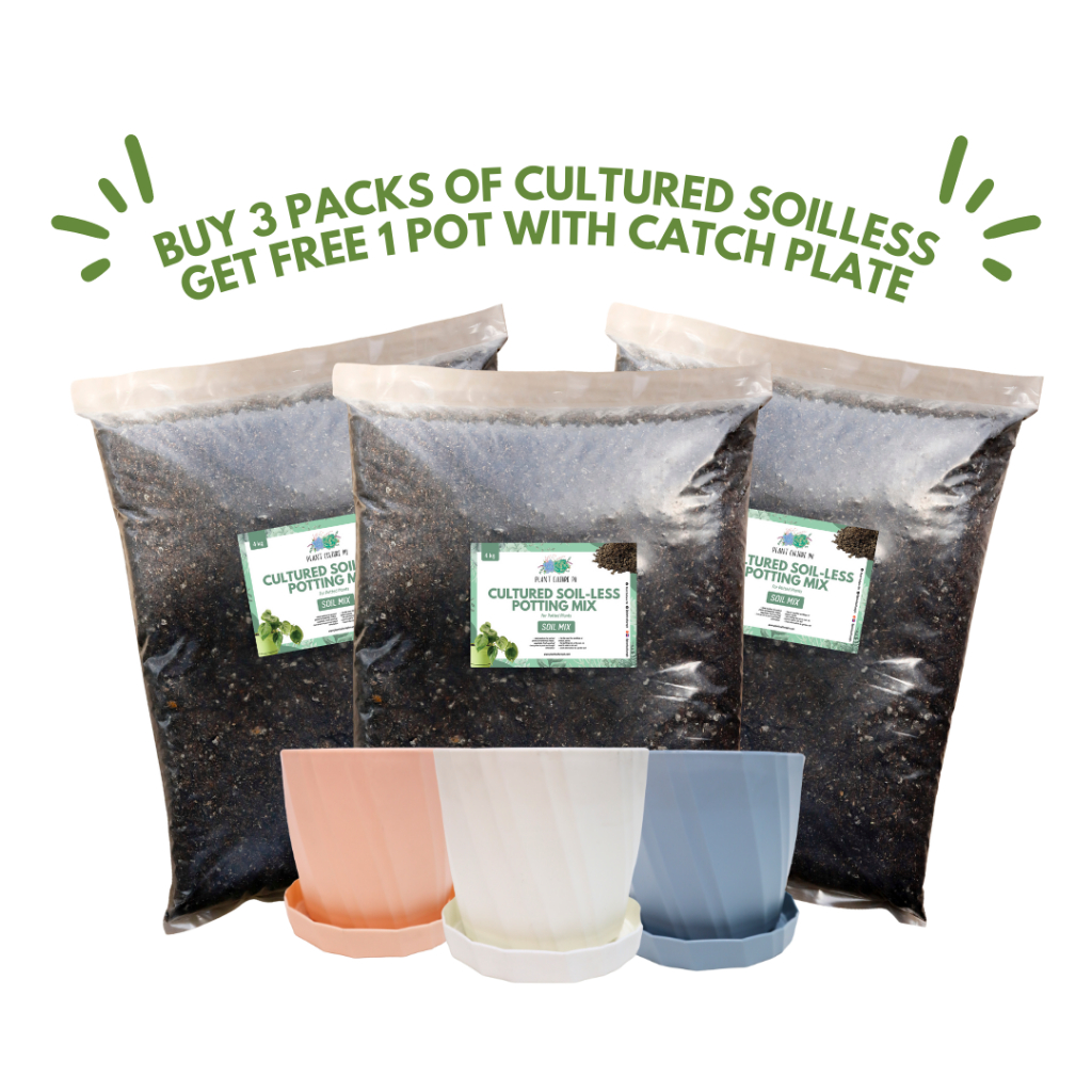 PROMO: Cultured Soilless Potting Mix 4kg x 3 Bundle for All-Purpose ...