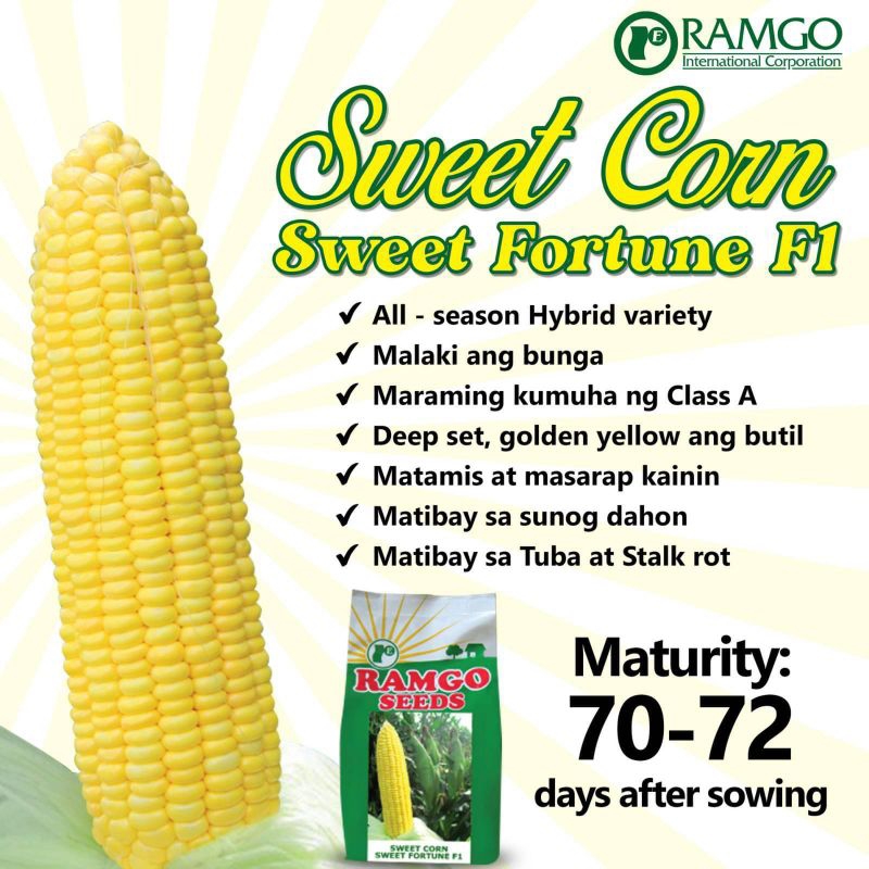 SWEET FORTUNE F1 (1kg) RAMGO HYBRID SWEETCORN QUALITY VEGETABLE SEEDS ...