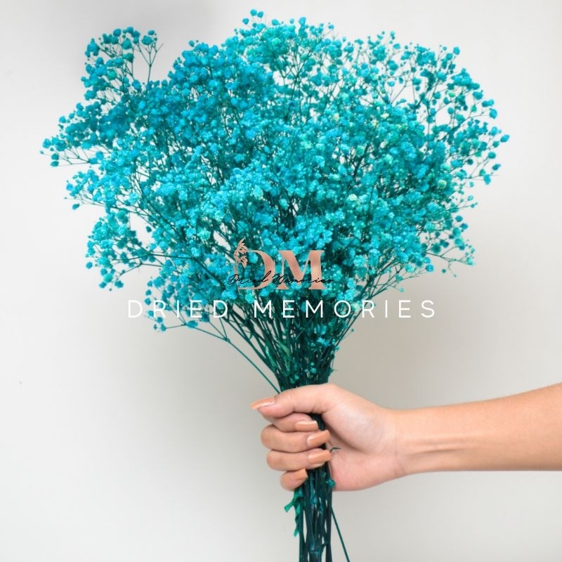 Dried Gypsophila (2-3 stems) Babysbreath Preserved Dried Flowers Gift ...