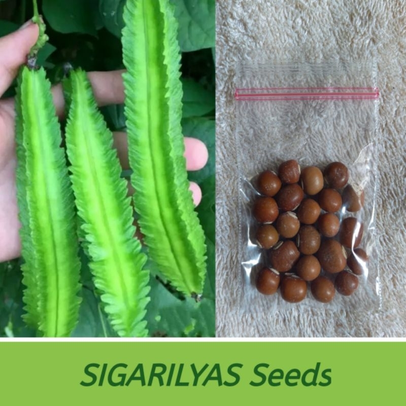 SIGARILYAS SEEDS 10-20 PCS | Shopee Philippines