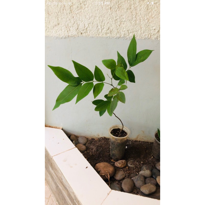 Narra Tree Seedlings - - 1 pc. | Shopee Philippines