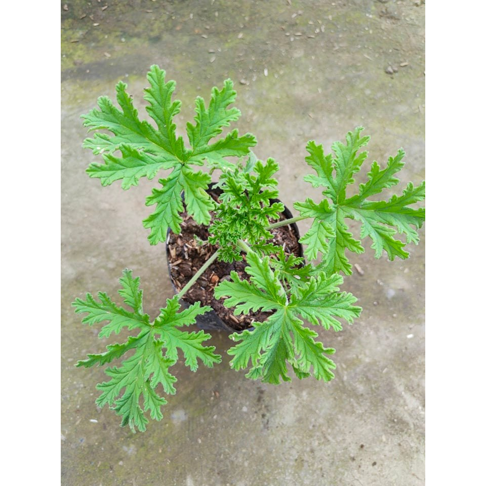 Citronella Malvarosa (Anti Mosquito Live Plant) with FREE garden soil ...