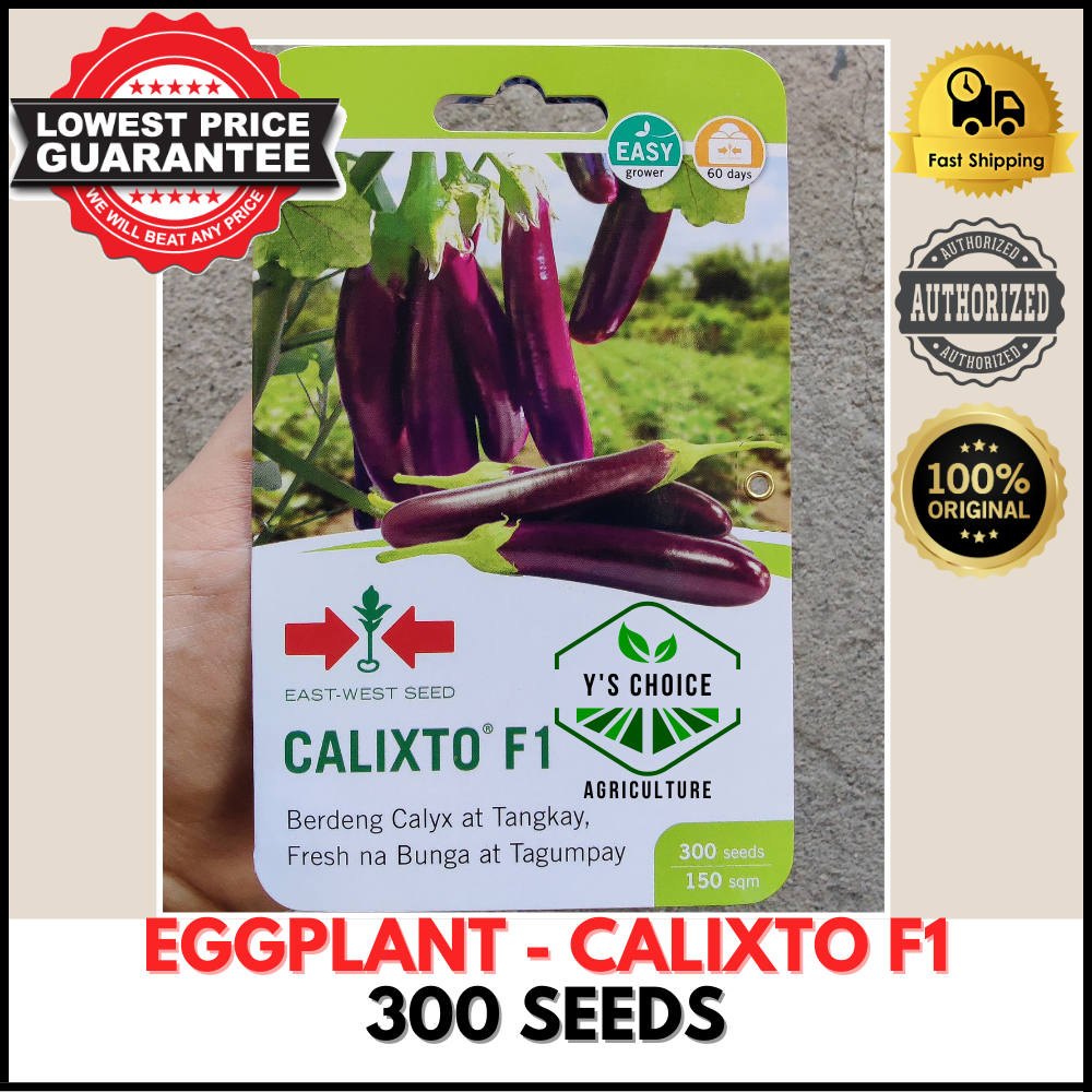 EAST-WEST SEEDS - EGGPLANT SEEDS - CALIXTO F1 HYBRID - 300 SEEDS ...