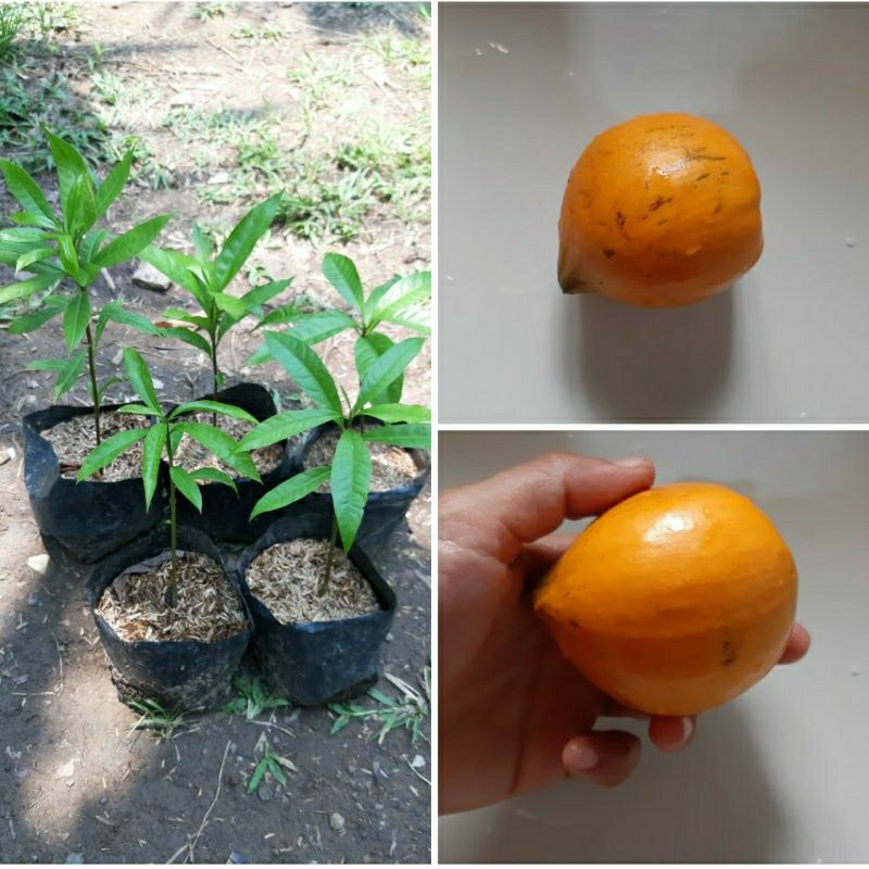 Atiesa Seedling Sample Photo | Shopee Philippines