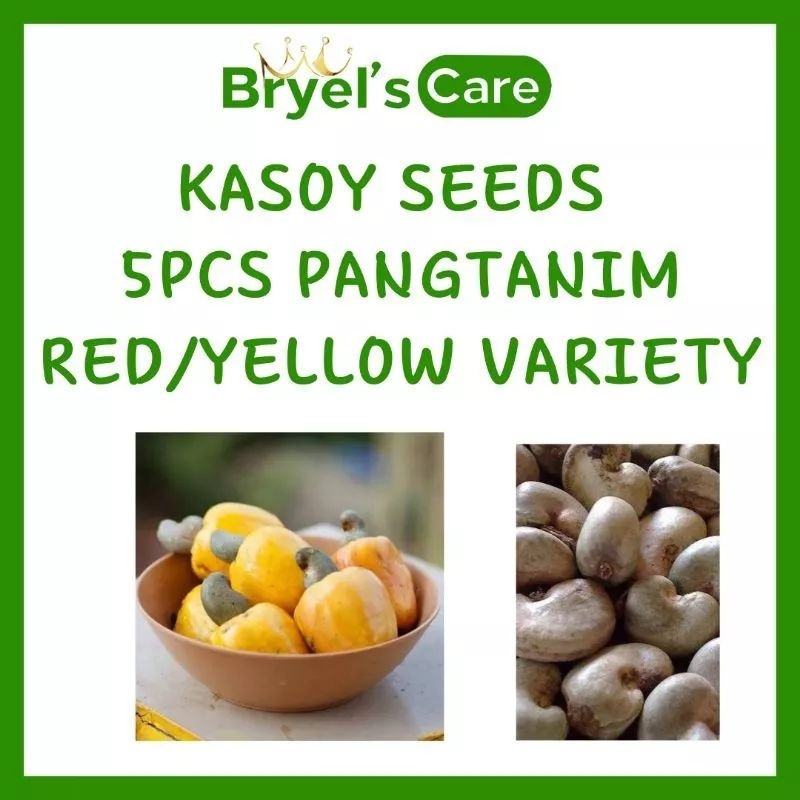 5pcs Buto ng Kasoy Pantanim/Cashew Seed Kasoy Yellow/Red Pangtanim Buto ...