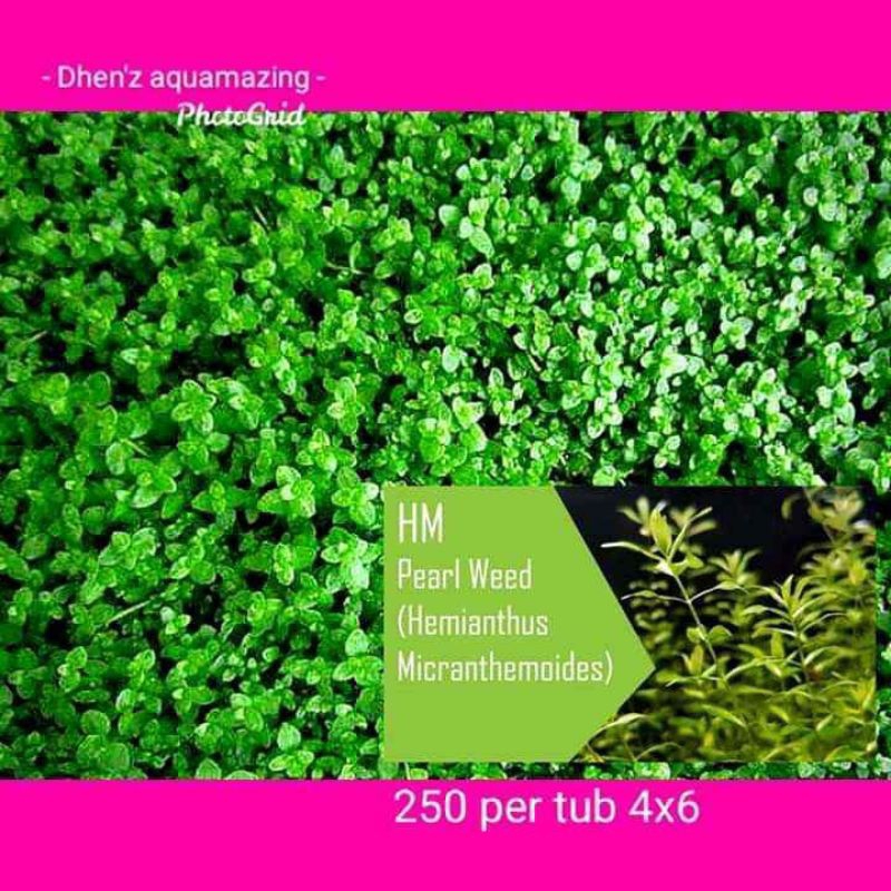 pearlweed carpet plants | Shopee Philippines
