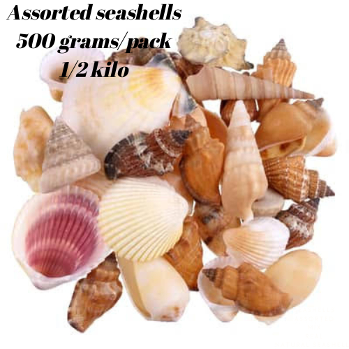 (Real Mix Seashells) Assorted Seashells 500 grams/pack (Seashells For ...