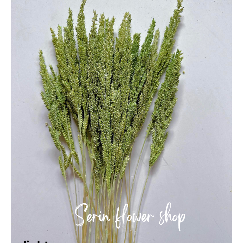 Dried Flower Colored Trigo (30 stems bundle) BEST SELLER FLOWER ...