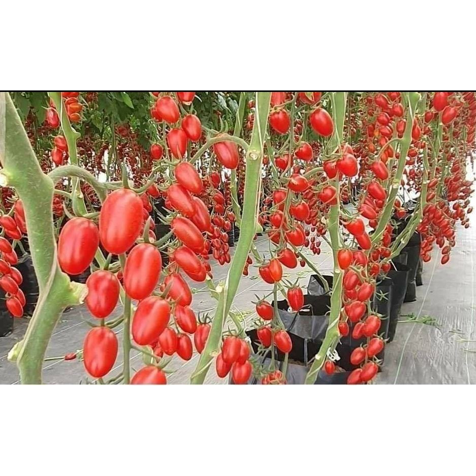 Solarino RZ F1 (10 seeds) | Shopee Philippines