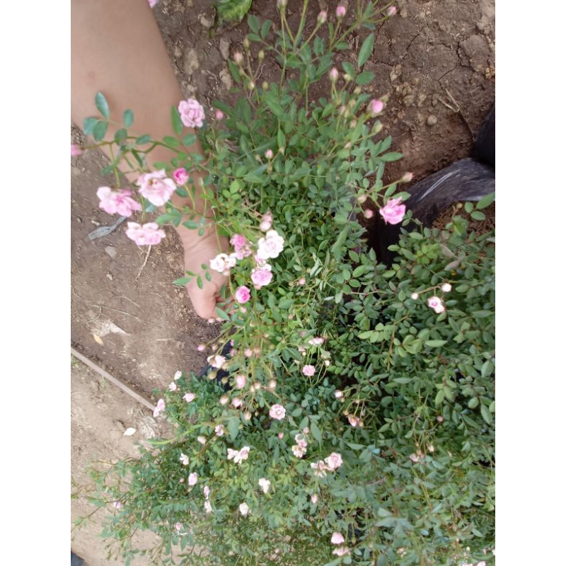 Piti Mini Pink Rose in poly bag with flowers | Shopee Philippines