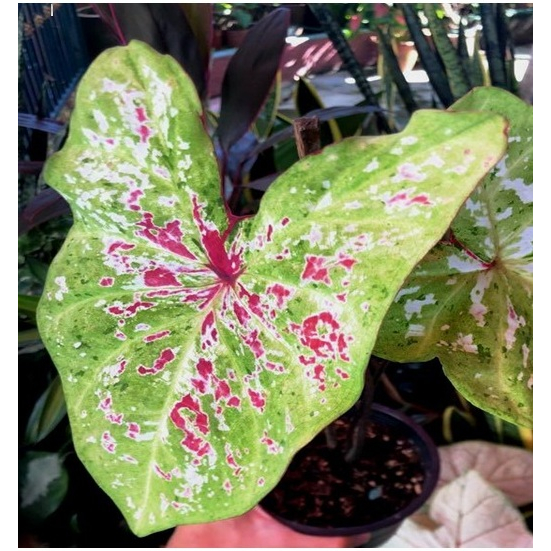 Caladium Raspberry Moon US Variety Live Plant | Shopee Philippines