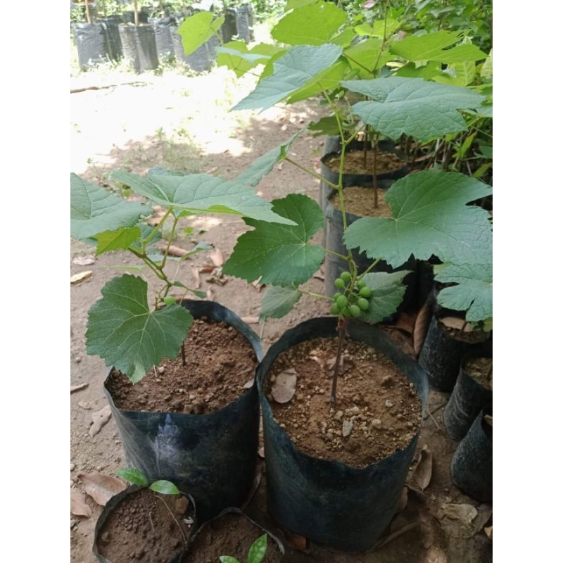Live Plant Grafted Plant Marcoted Grape Grapes Tree Grapes Plant ...