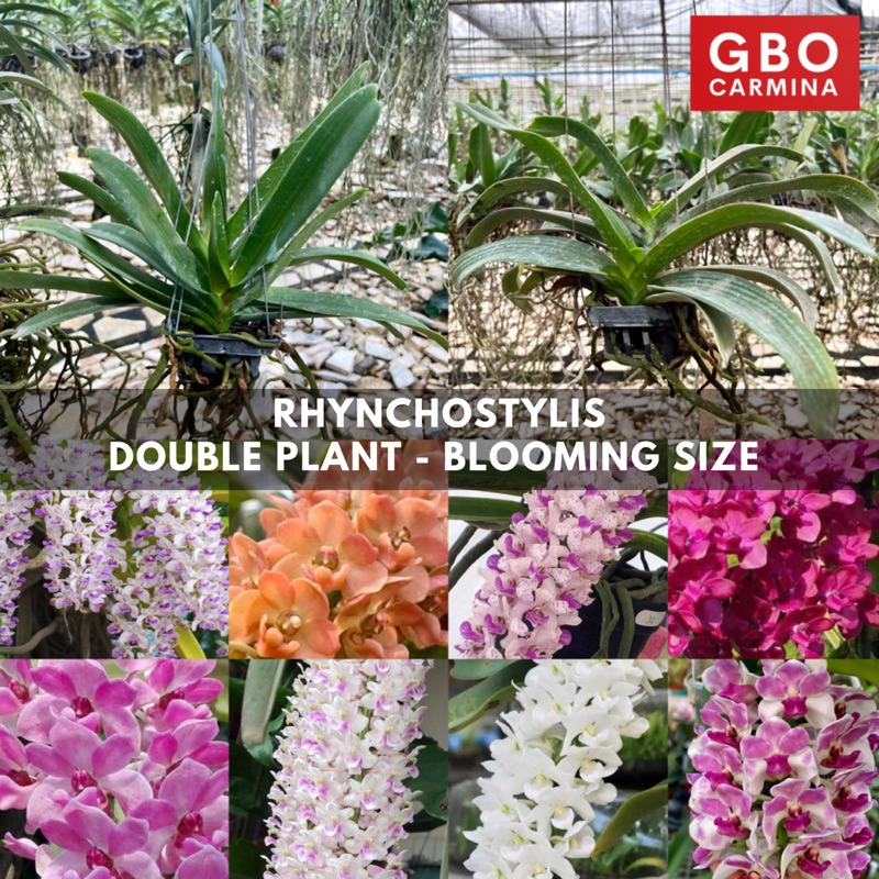 GBO Carmina: BS Rhynchostylis DOUBLE PLANT | Blooming Size - No Flower ...