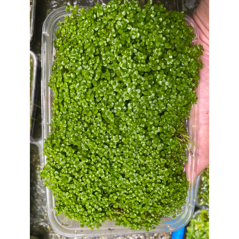 Aquarium plants foreground carpet plants monte carlo hairgrass ...