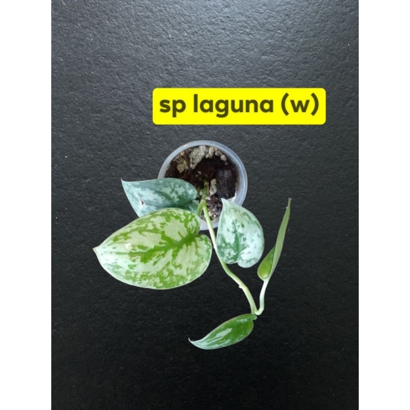 scindapsus varieties | Shopee Philippines
