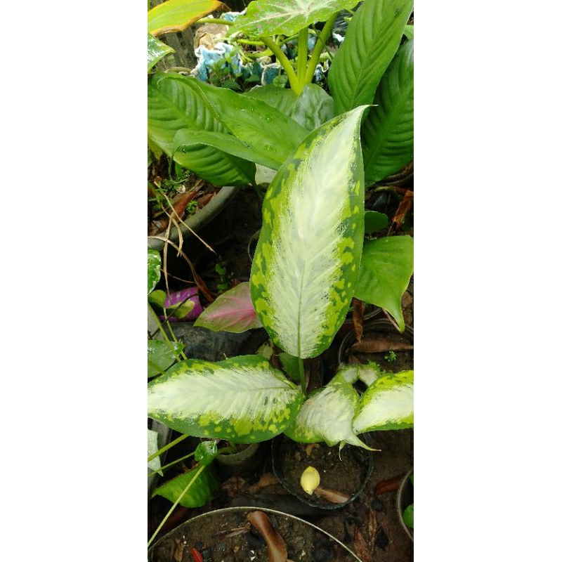 DIEFFENBACHIA TIKI/ LIVE PLANT (Small-Medium-Big). | Shopee Philippines
