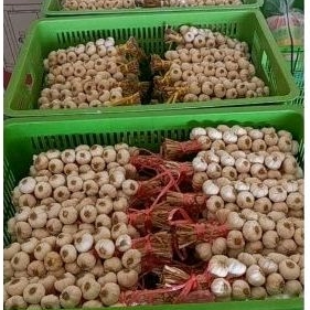 Ilocos Garlic Native (Half KG Bawang Braided) | Shopee Philippines