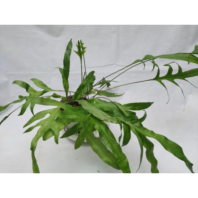 Phymatosorus scolopendria / Microsorum scolopendria ( Monarch / Musk ...