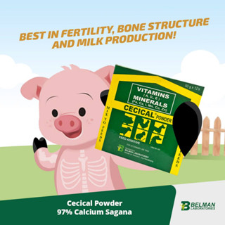 1 kg Cecical + 1 kg V22 powder cecical calcium powder 1 kg belman for ...