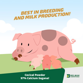 1 kg Cecical + 1 kg V22 powder cecical calcium powder 1 kg belman for ...