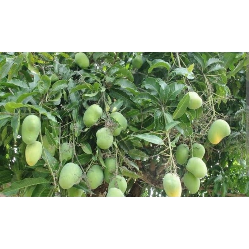 Indian mango tree seedling live plant | Shopee Philippines